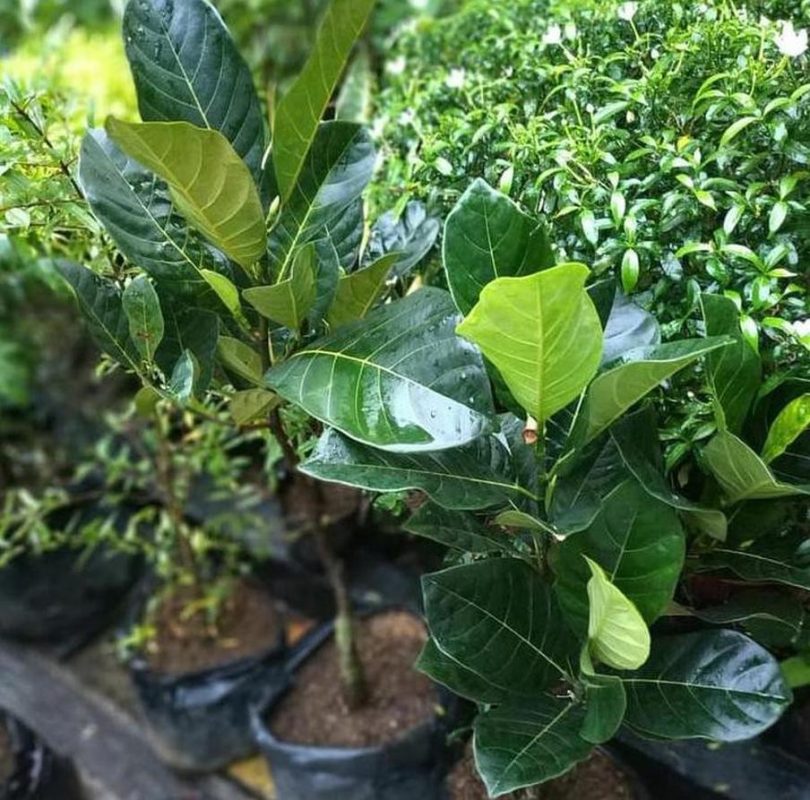 A Bibit Buah Nangka Mini Tinggi 40Cm A1 Tanaman Unggul – kiosbibit.com