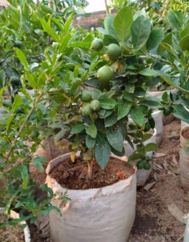 bibit jeruk lemon tanaman buah california super bisa berbunga atau bisa ...