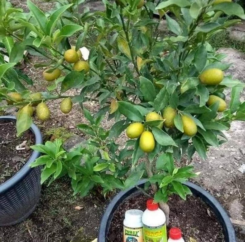 bibit jeruk nagami manis bisa berbunga atau berbuah pilihan lengkap ...