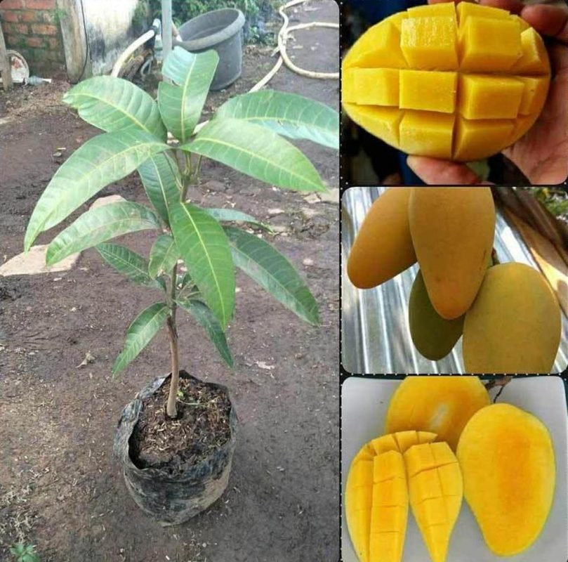 Bibit Pohon Mangga Chokanan Chauk Anan Manis Pilihan Lengkap ...